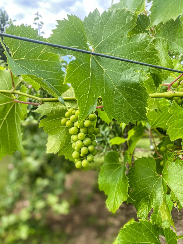 Best wineries in Kentucky - On a Permanent Vacation